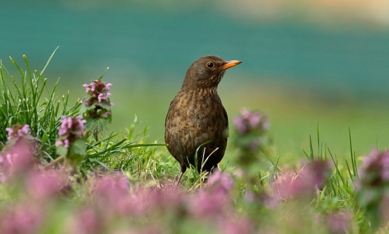 Giorni della merla: quest'anno verrà rispettata la tradizione?